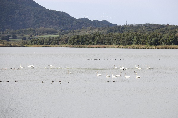 佐潟・福島潟にハクチョウが飛来しました ｜ 潟のデジタル博物館（新潟市公式）